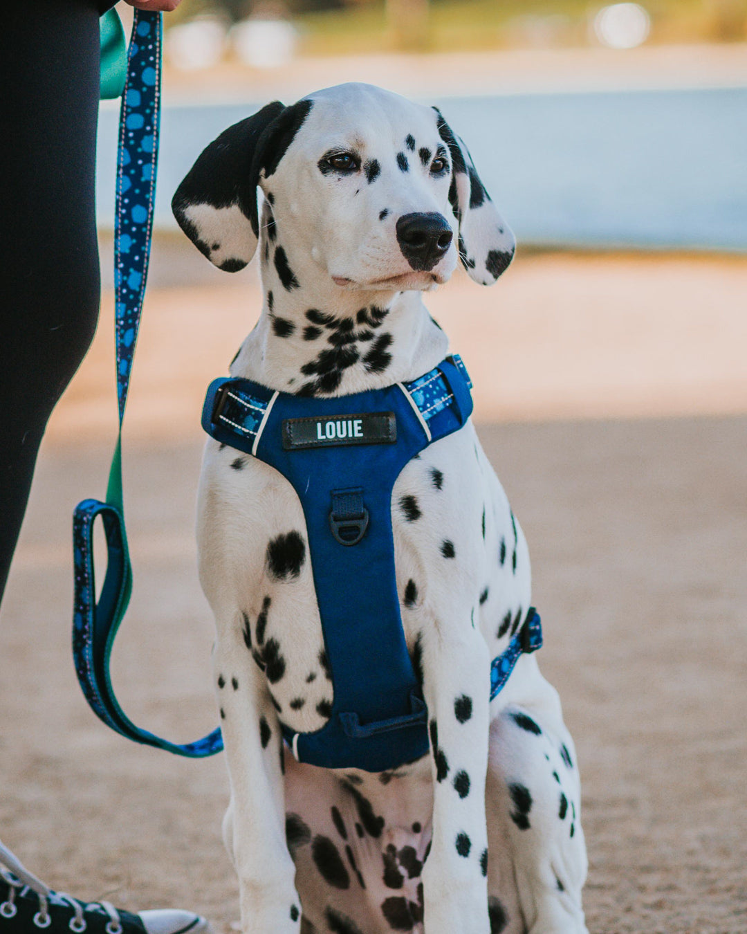 PERSONALISATION – Stylish Hound