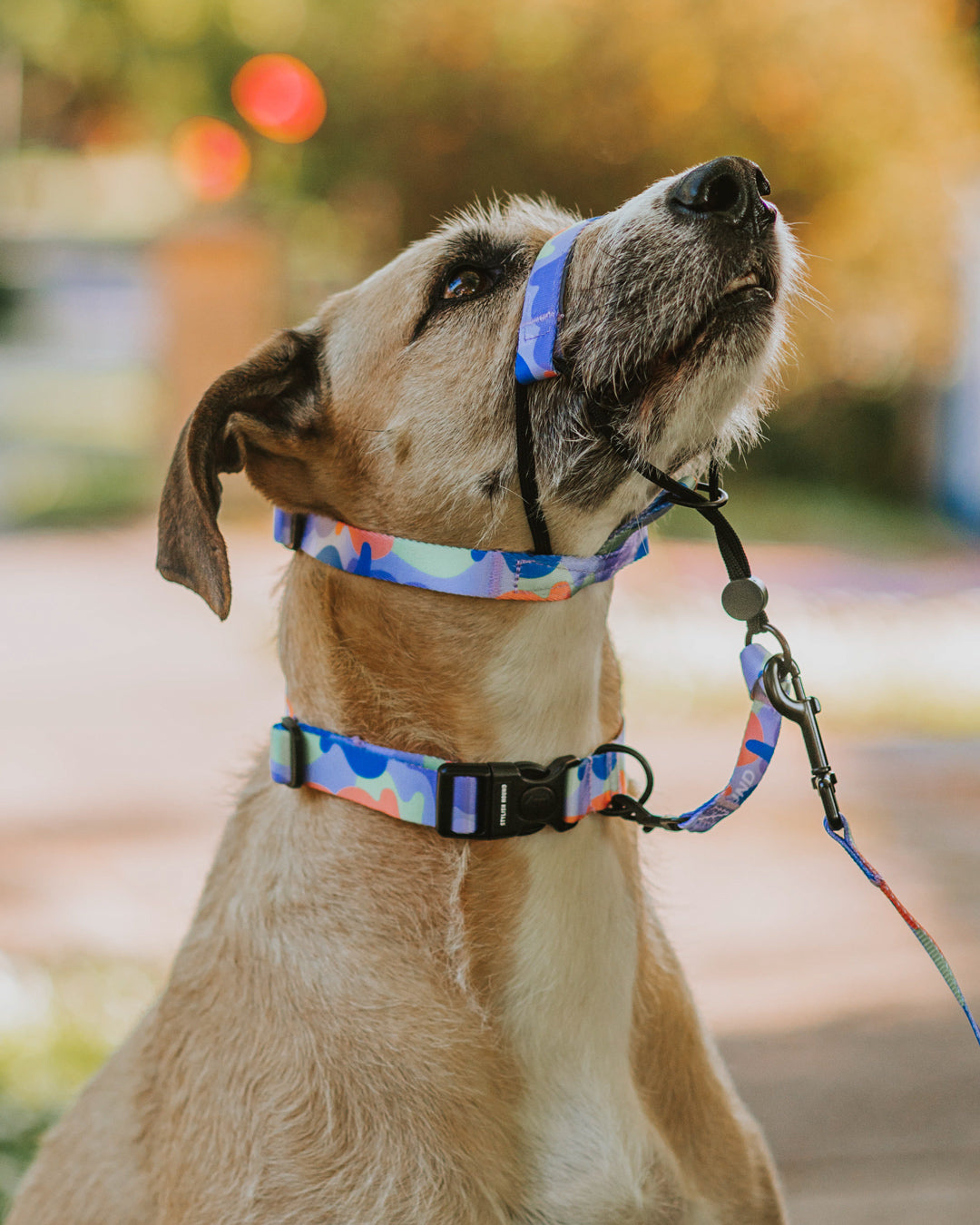 Stylish Hound | Your dog's go to Shop
