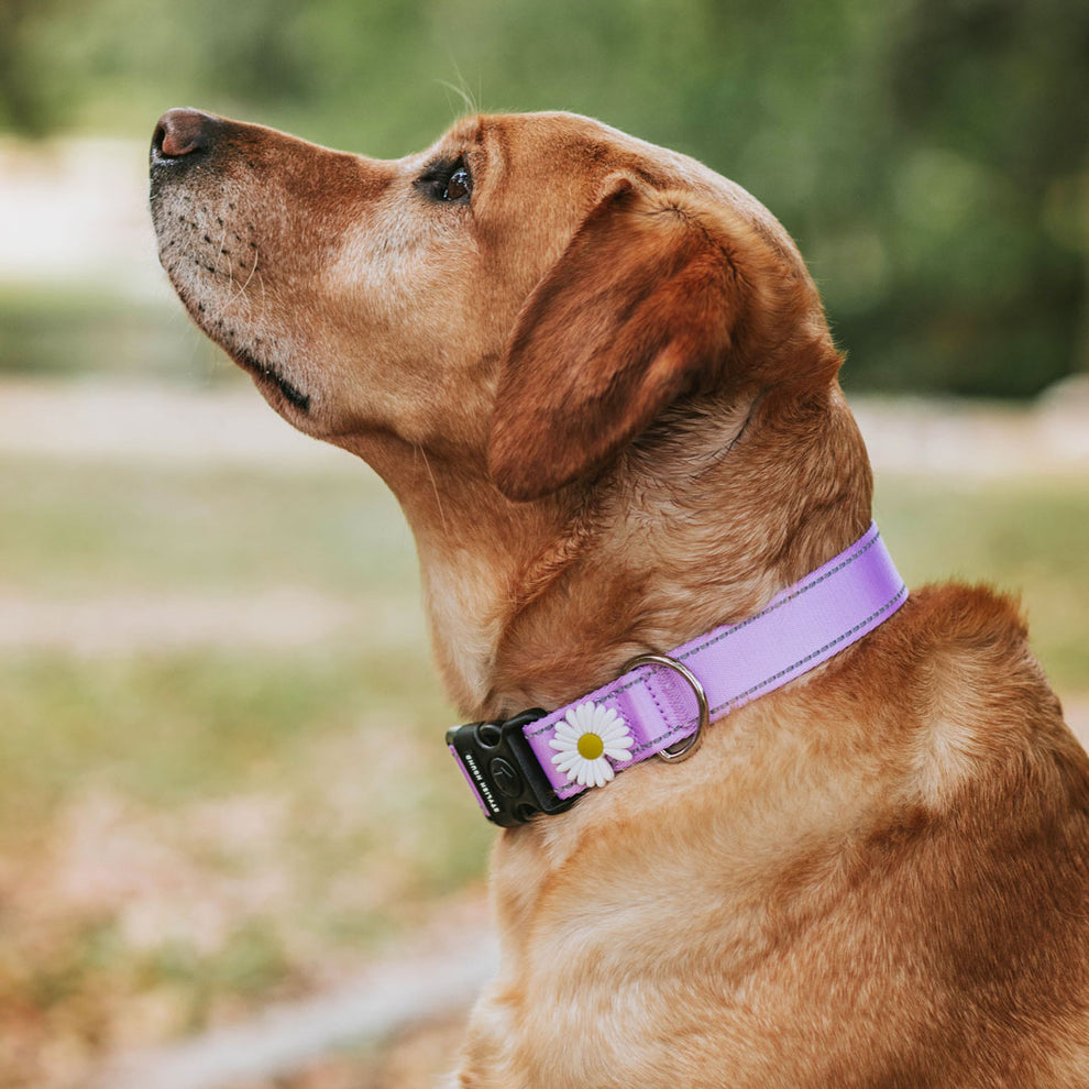 Personalised Collar – Stylish Hound