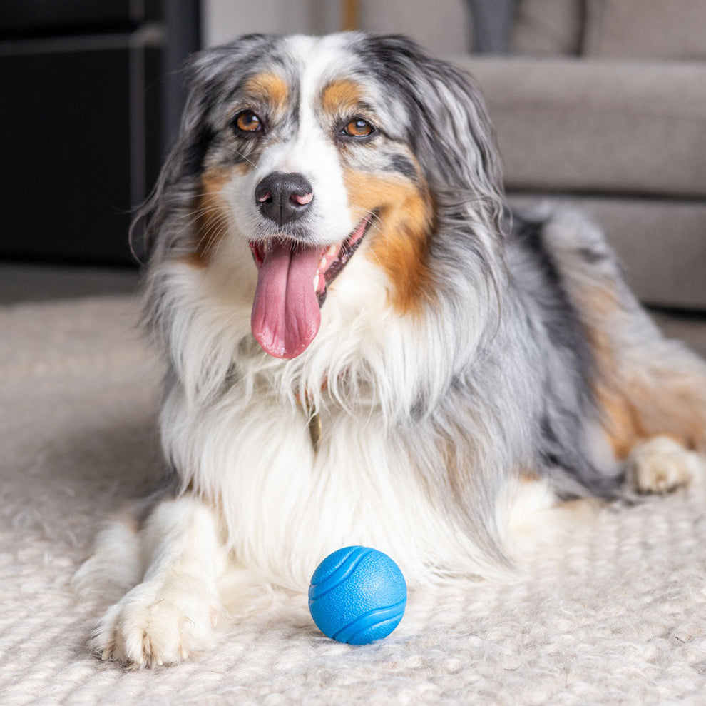 7cm Blue Rubber Tough Ball | Afterpay | Stylish Hound