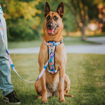 Dog Chest Plates | Afterpay