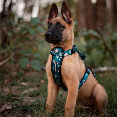 Dog Chest Plates | Afterpay